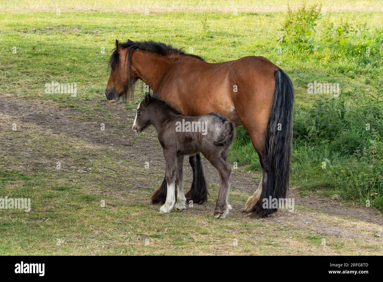Pony horse black mane hi-res stock photography and images - Alamy