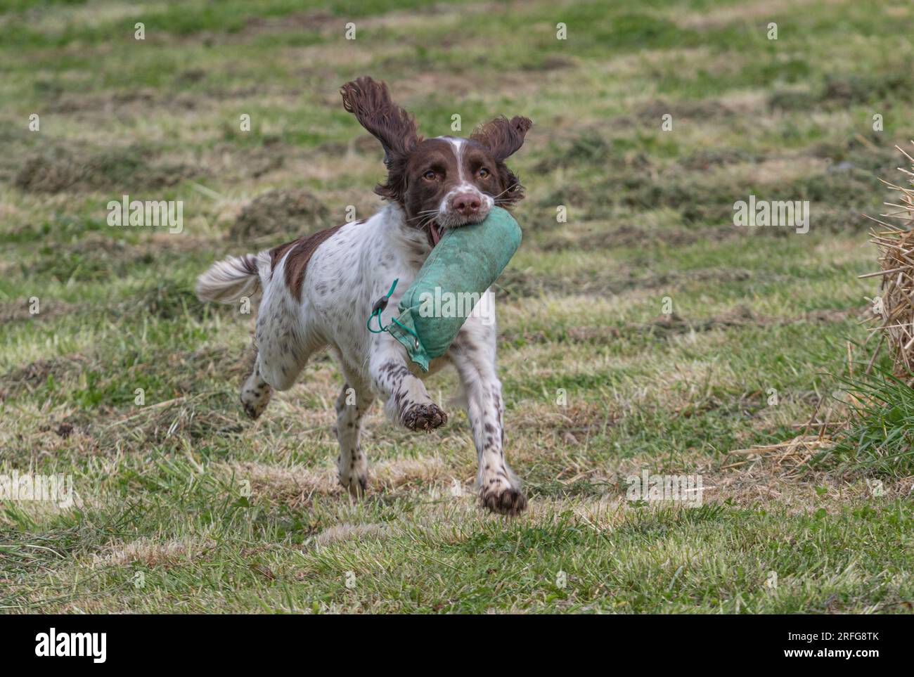 Working Springer and Cocker Spaniels gun dog training session ...