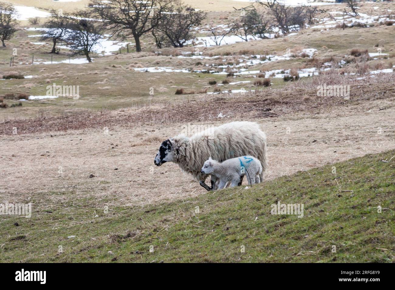 Lambs with smit marks hi-res stock photography and images - Alamy