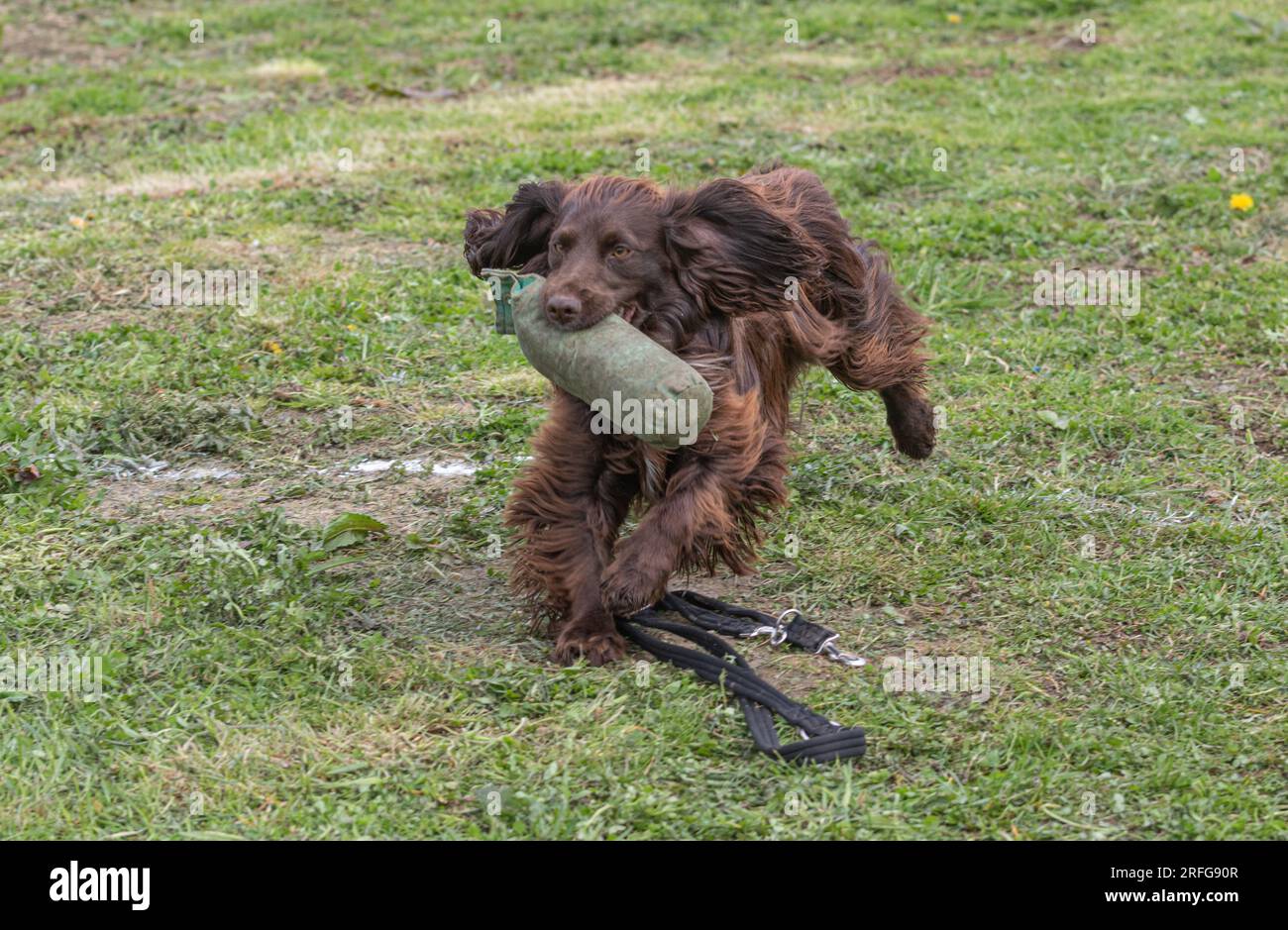 Working Springer and Cocker Spaniels gun dog training session ...