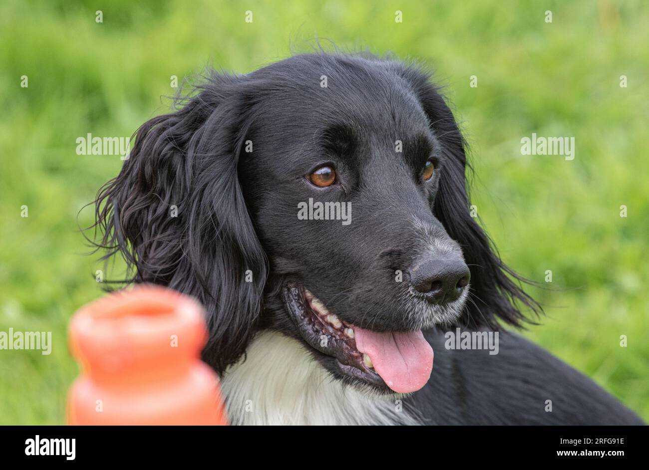 Working Springer and Cocker Spaniels gun dog training session ...