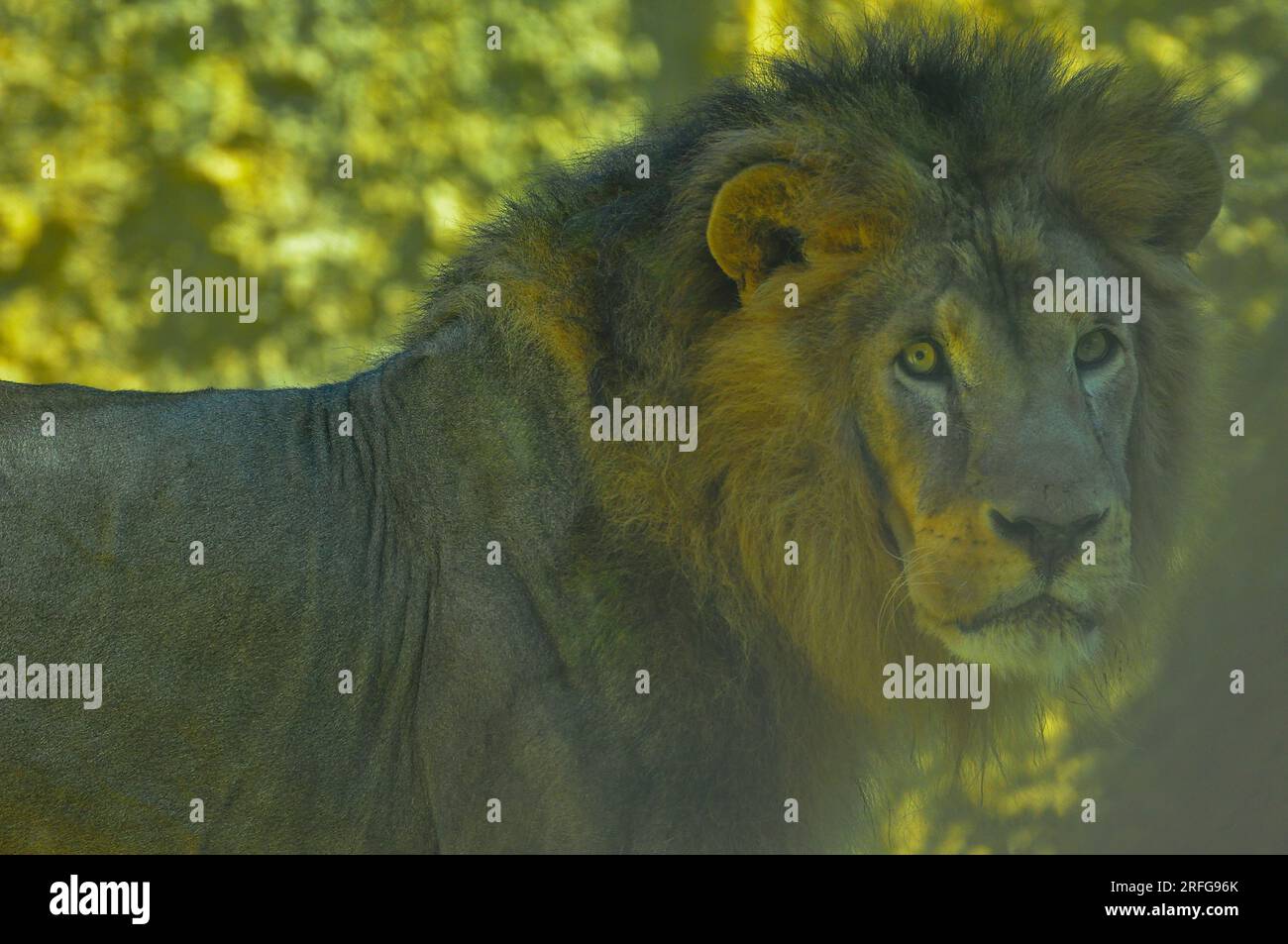 Lion, the biggest african cat, Rio de Janeiro, Brazil Stock Photo - Alamy