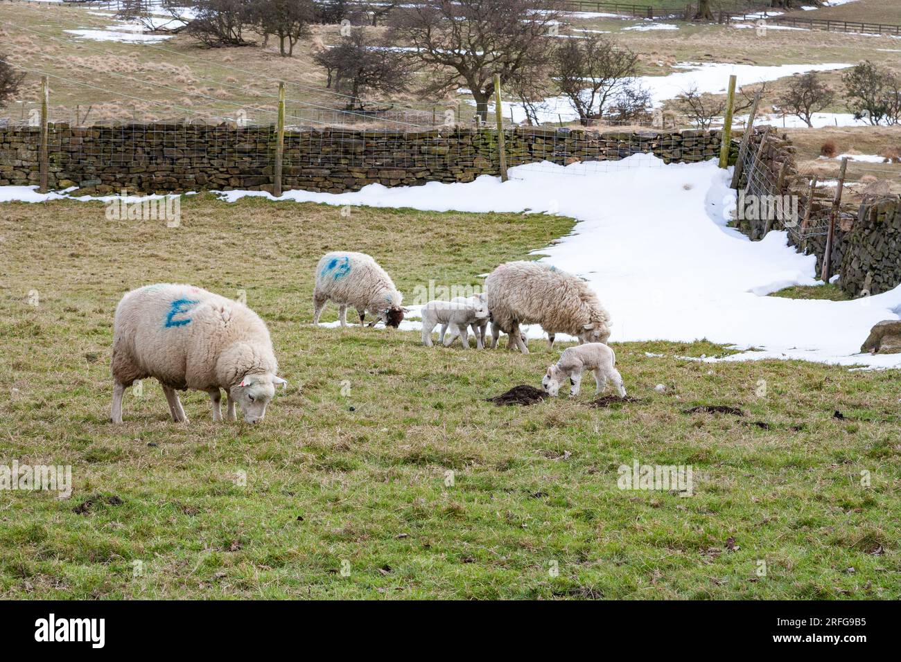 Lambs with smit marks hi-res stock photography and images - Alamy