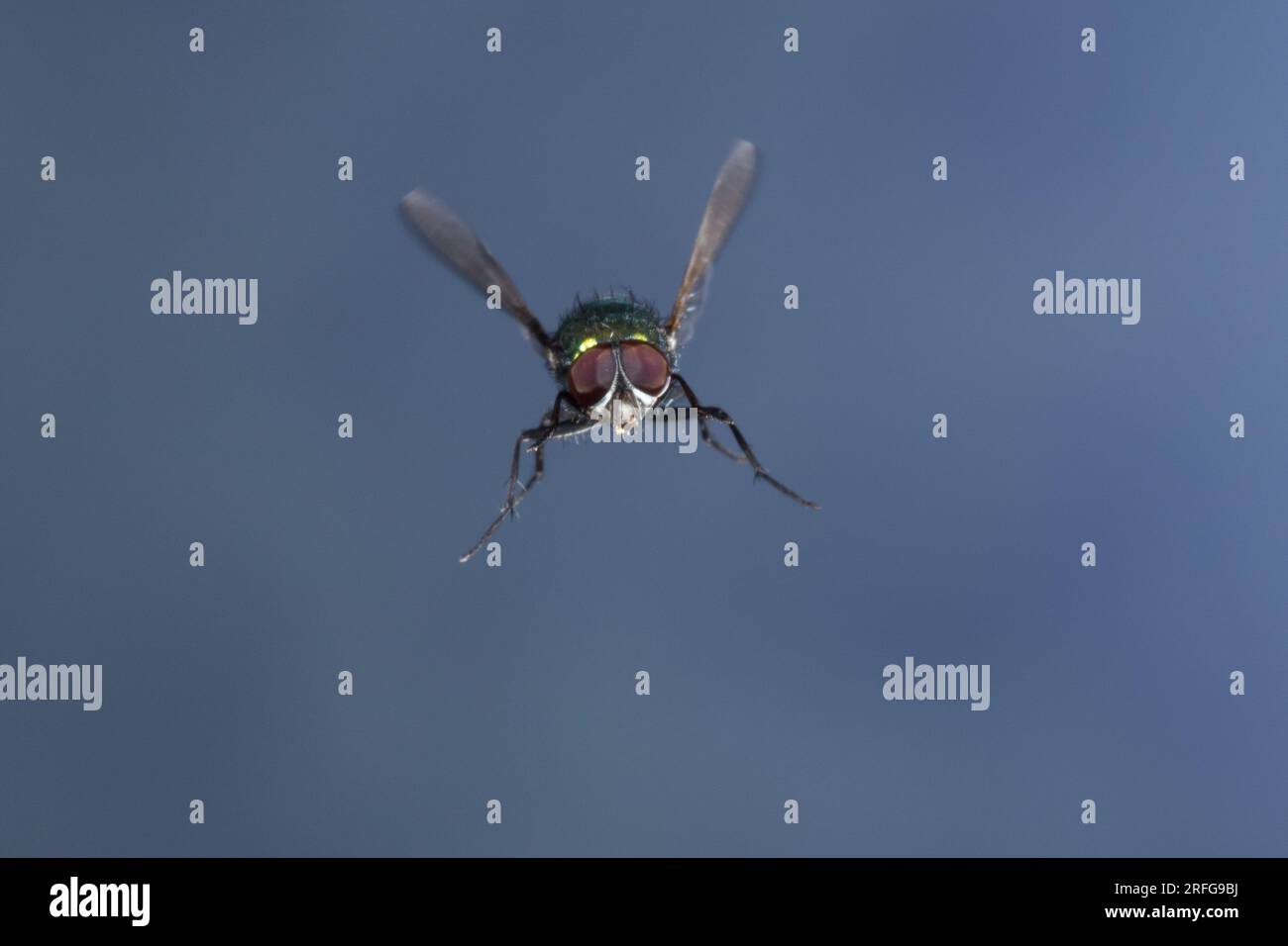 Insekten fotografie hi-res stock photography and images - Alamy