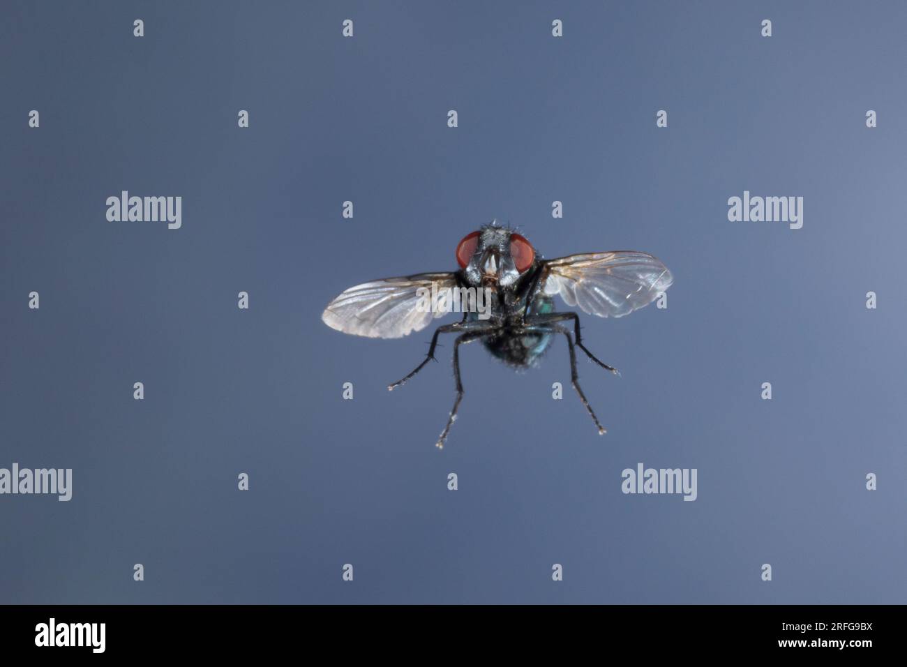 Insekten fotografie hi-res stock photography and images - Alamy