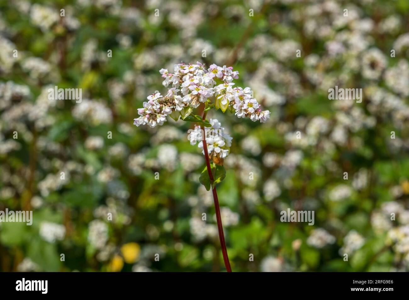field of white buckwheat flowers Stock Photo - Alamy