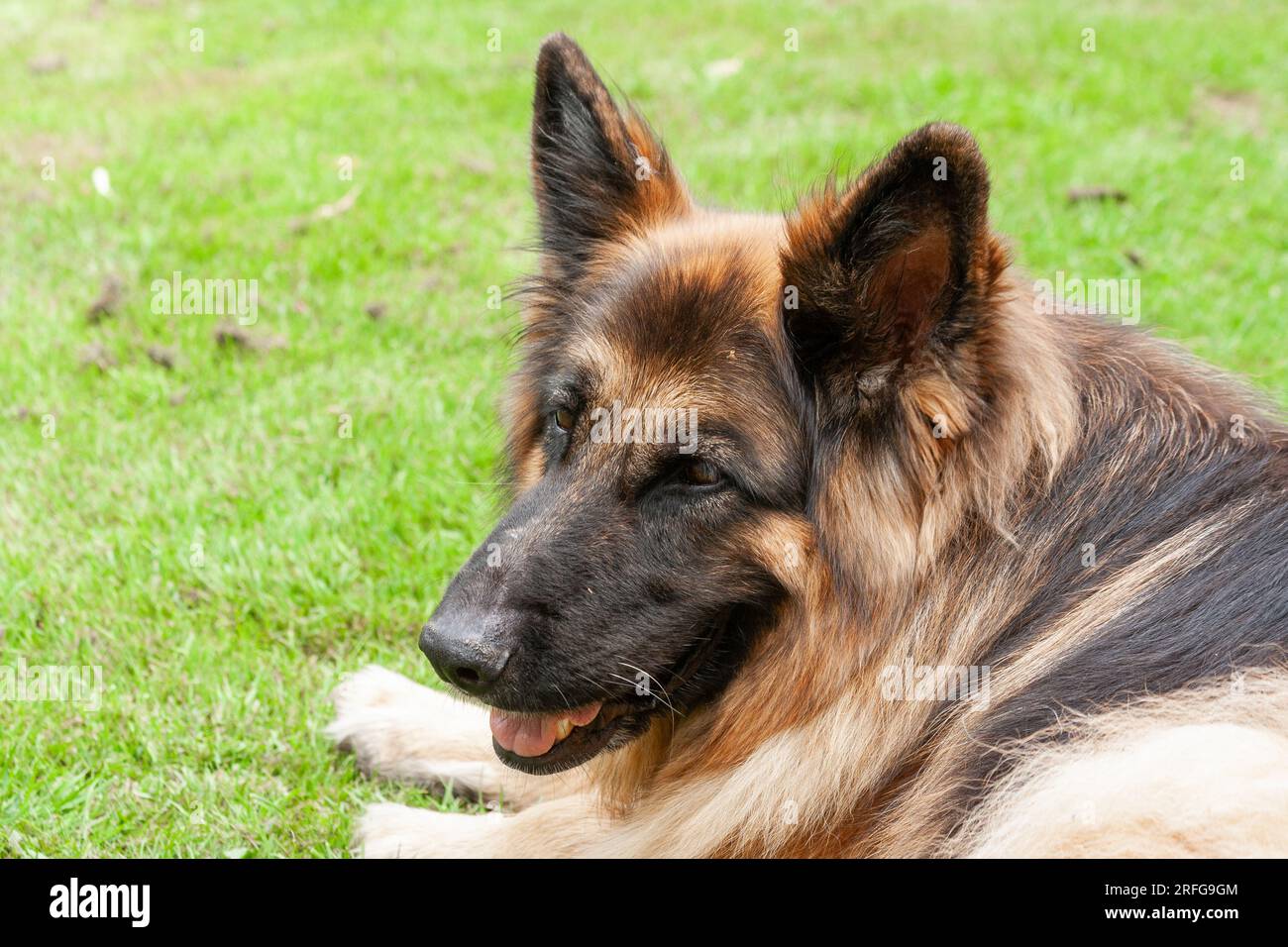 German shepherd close up hi-res stock photography and images - Alamy