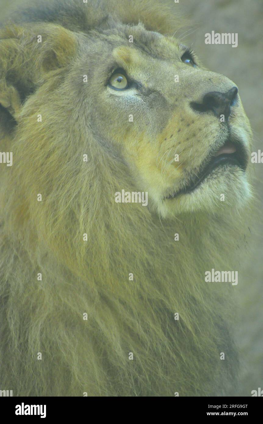 Lion, the biggest african cat, Rio de Janeiro, Brazil Stock Photo - Alamy