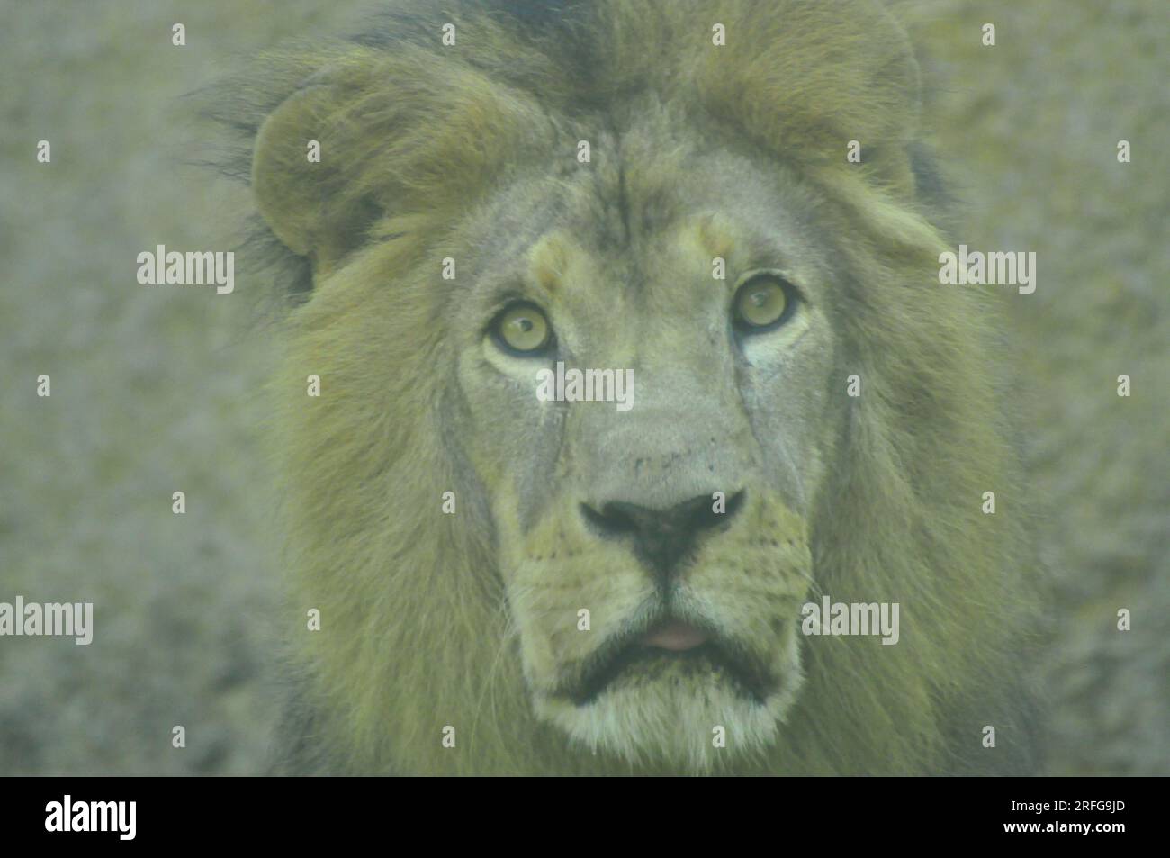Lion, the biggest african cat, Rio de Janeiro, Brazil Stock Photo - Alamy