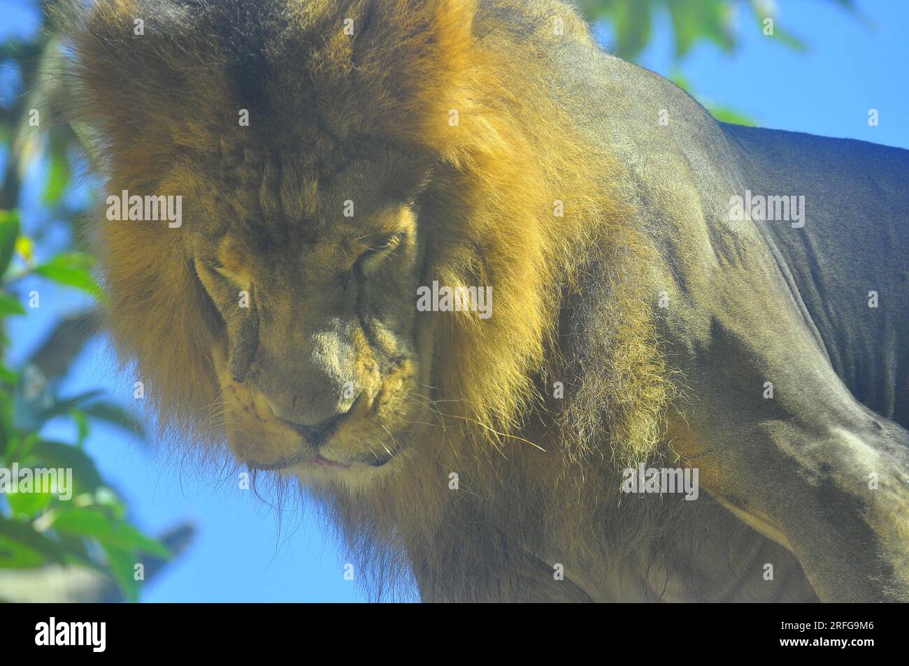 Lion, the biggest african cat, Rio de Janeiro, Brazil Stock Photo - Alamy