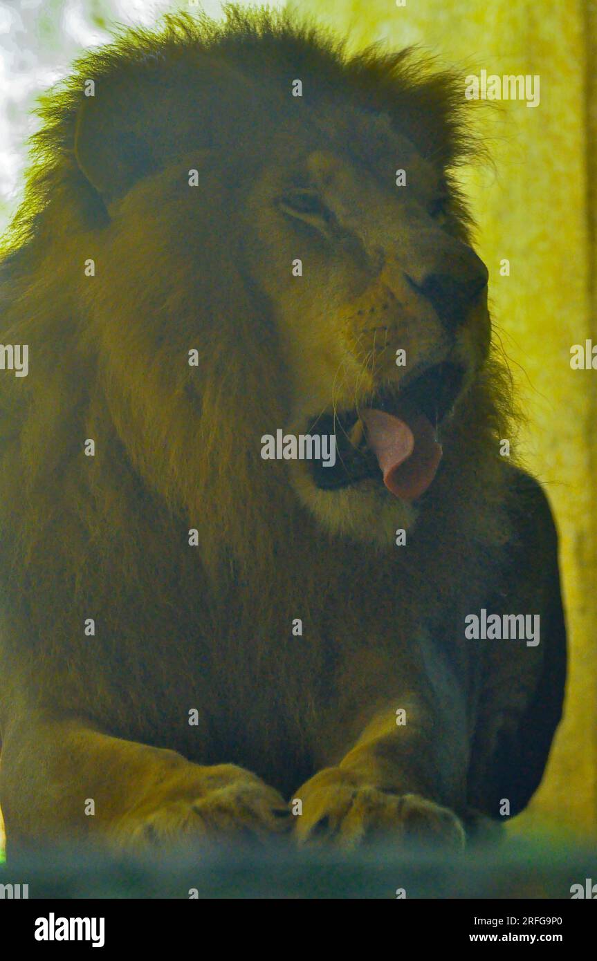 Lion, the biggest african cat, Rio de Janeiro, Brazil Stock Photo - Alamy