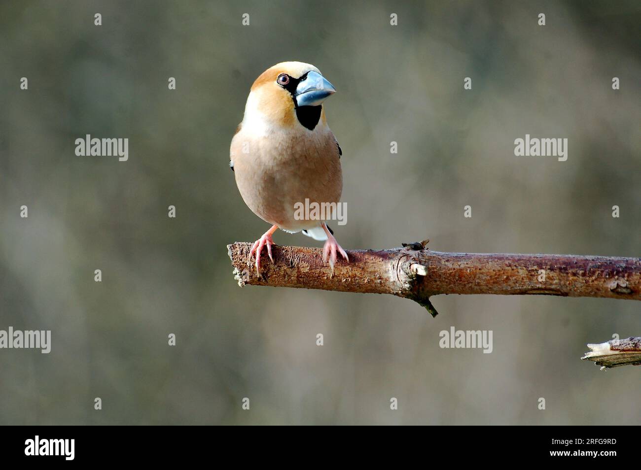 The hawfinch is a bird in the finch family Stock Photo - Alamy