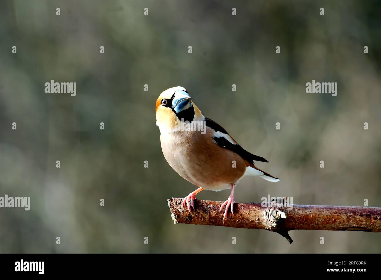 Conrad bird hi-res stock photography and images - Alamy