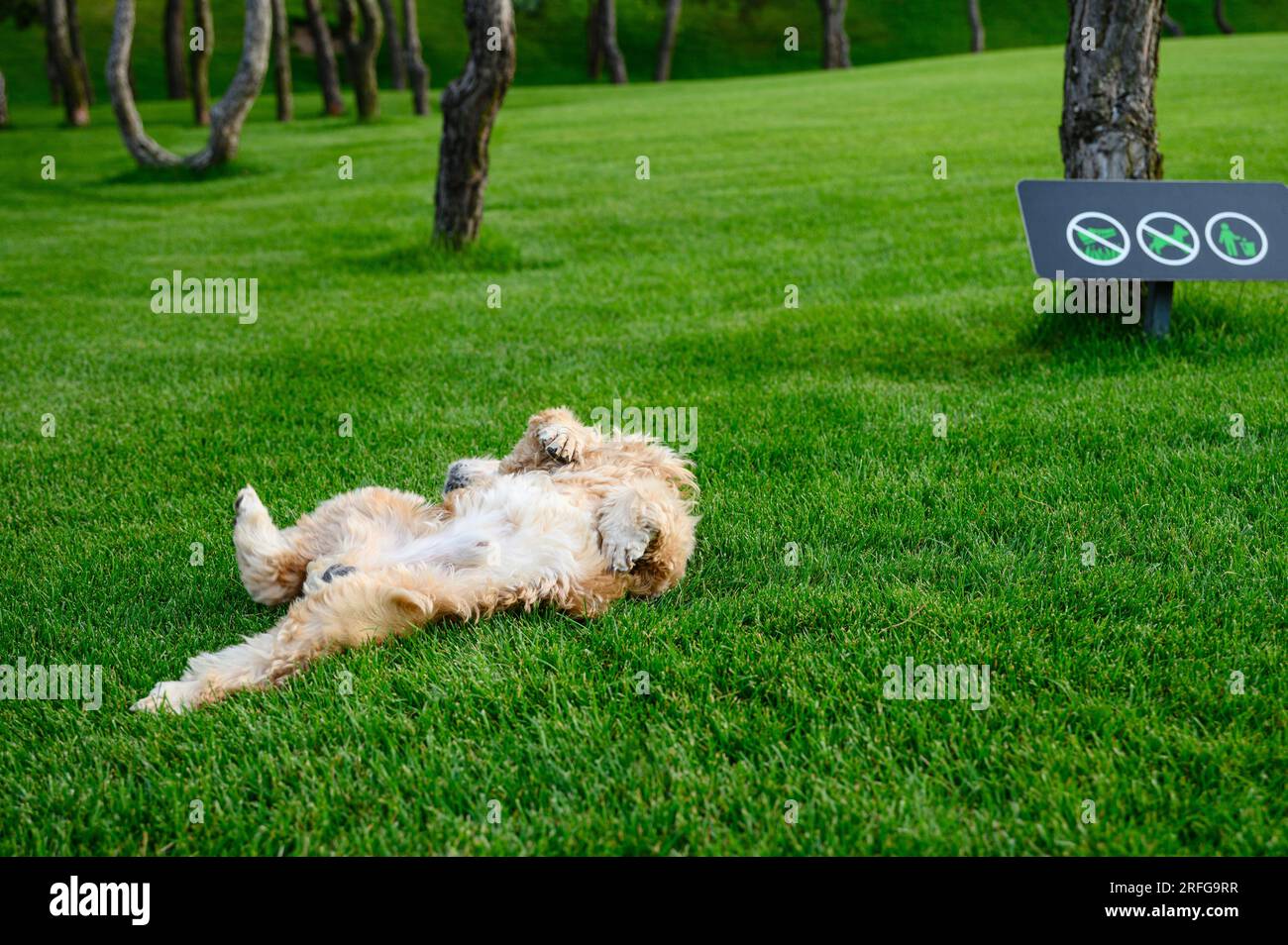 Purebred dog rolling in grass hi-res stock photography and images - Alamy