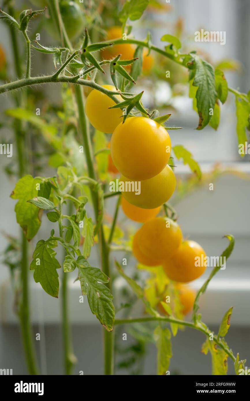A lot of green tomatoes on a bush in a greenhouse Stock Photo - Alamy