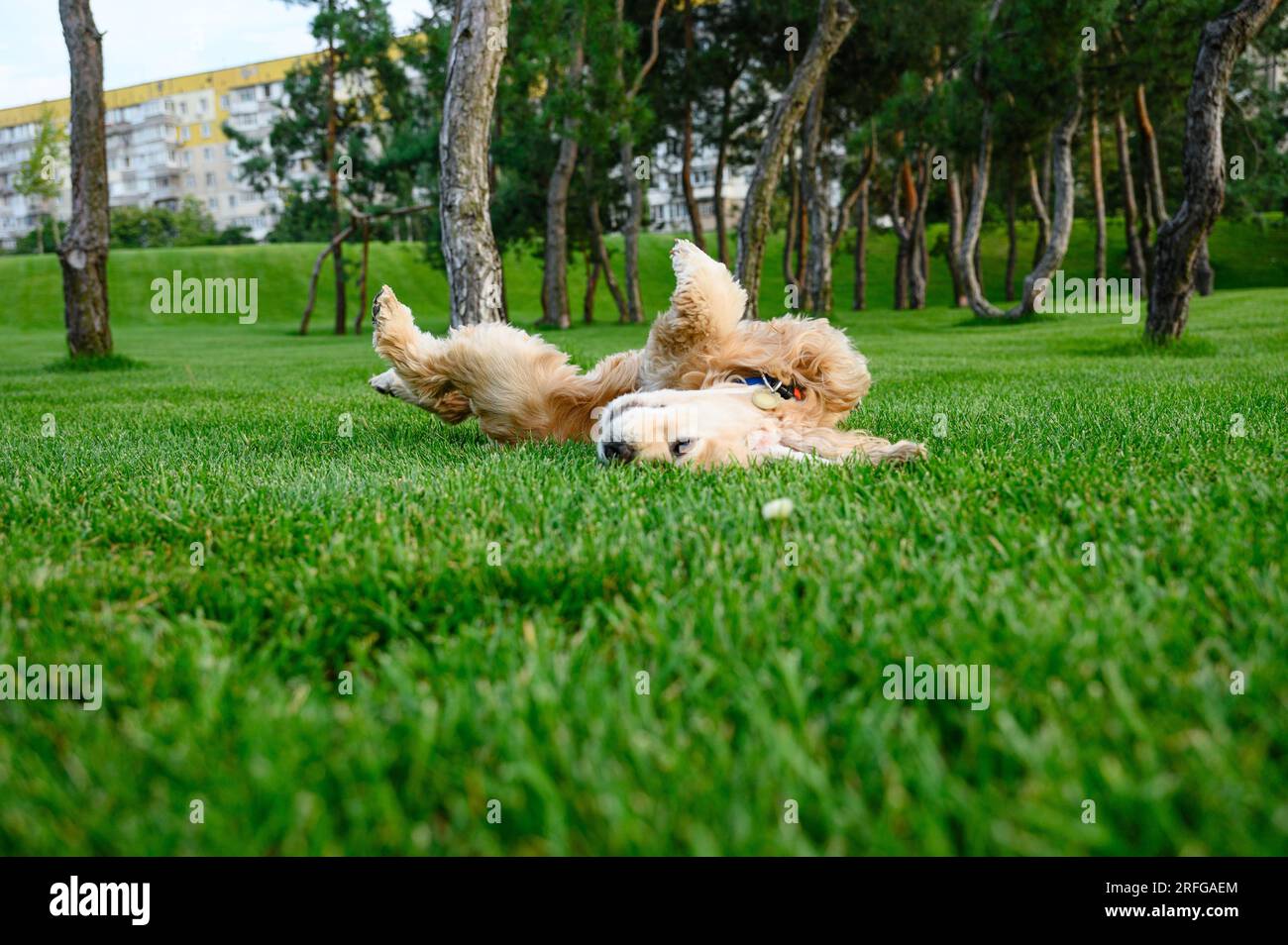 Dog rolling on a green lawn in the park. Pine trees in the background ...