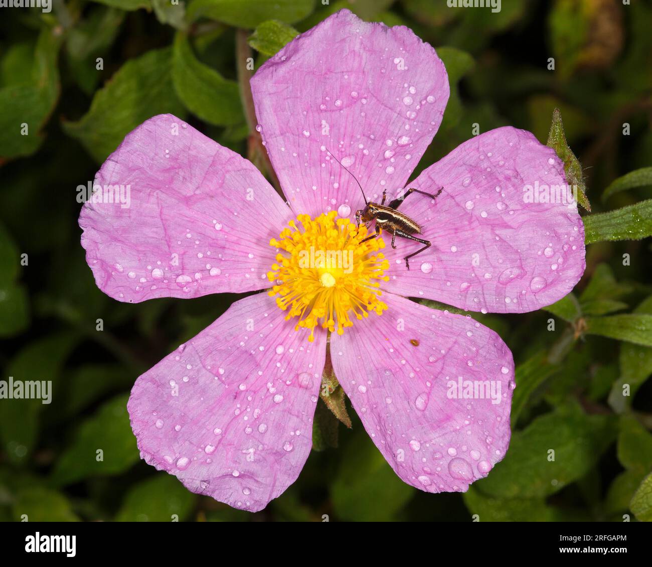 Dark bush cricket nymph hi-res stock photography and images - Alamy