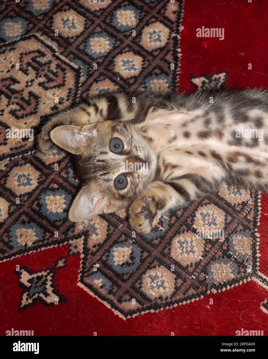 Eight week old tabby kitten lying on its back on a patterned carpet in ...