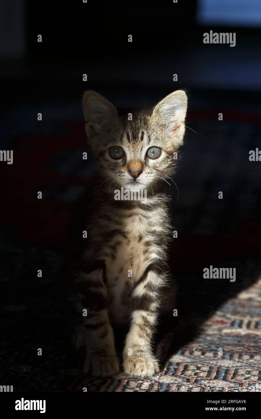 Eight week old tabby kitten staring out from the shadows Stock Photo ...
