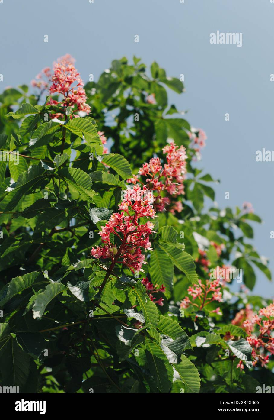 Chestnut tree in paris france hi-res stock photography and images - Alamy