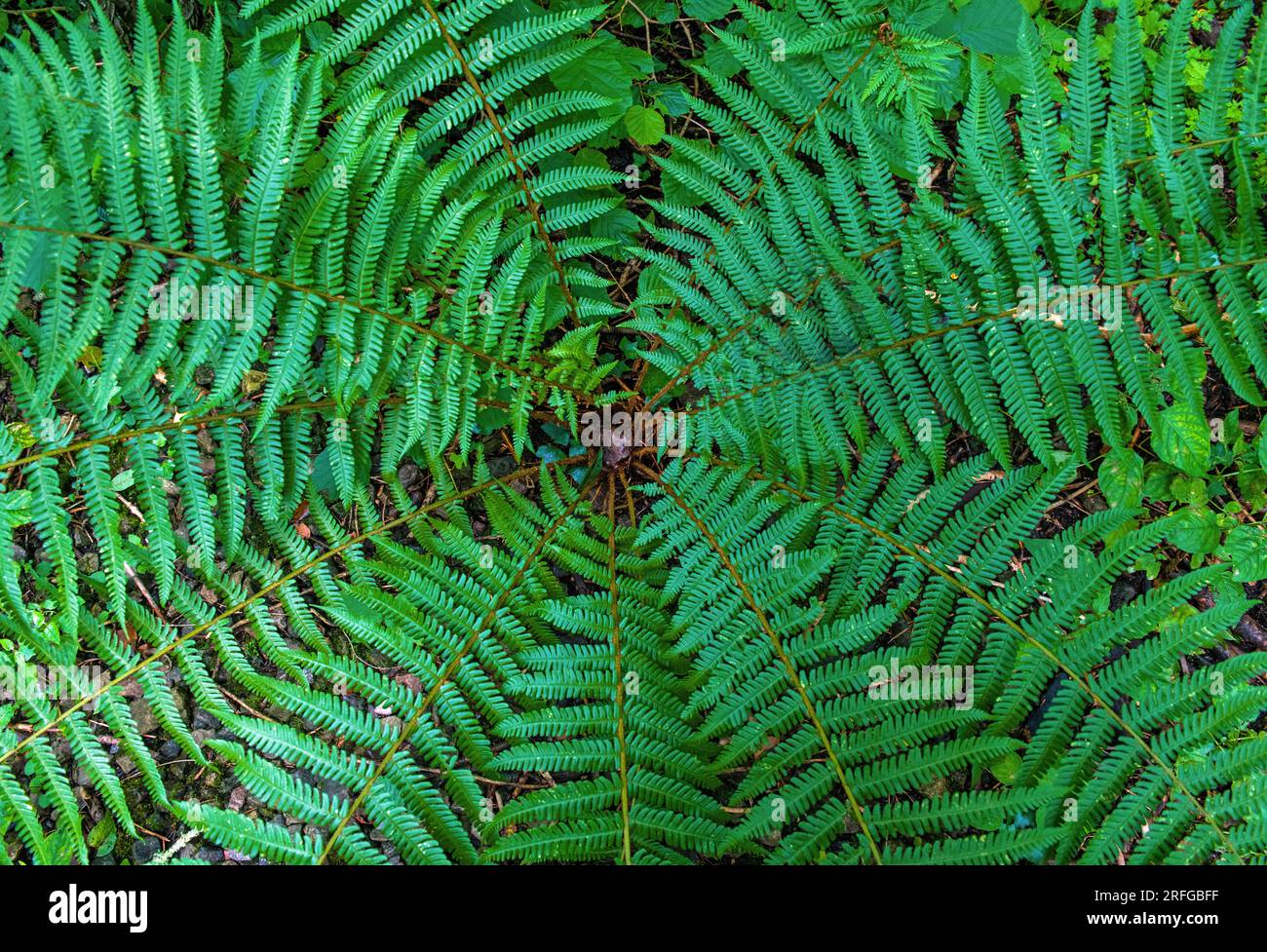 Fanning out hi-res stock photography and images - Alamy