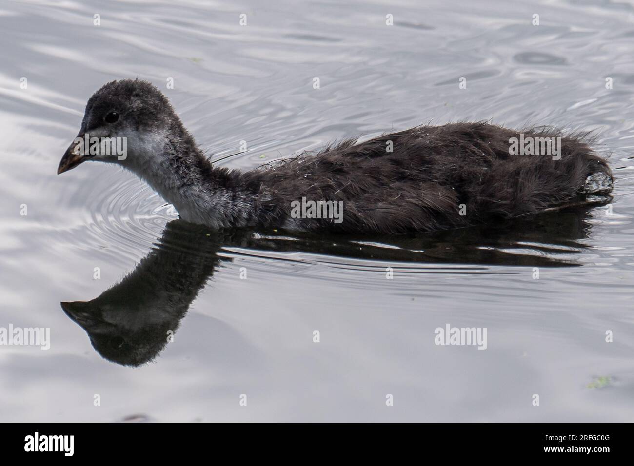 Cooties hi-res stock photography and images - Alamy