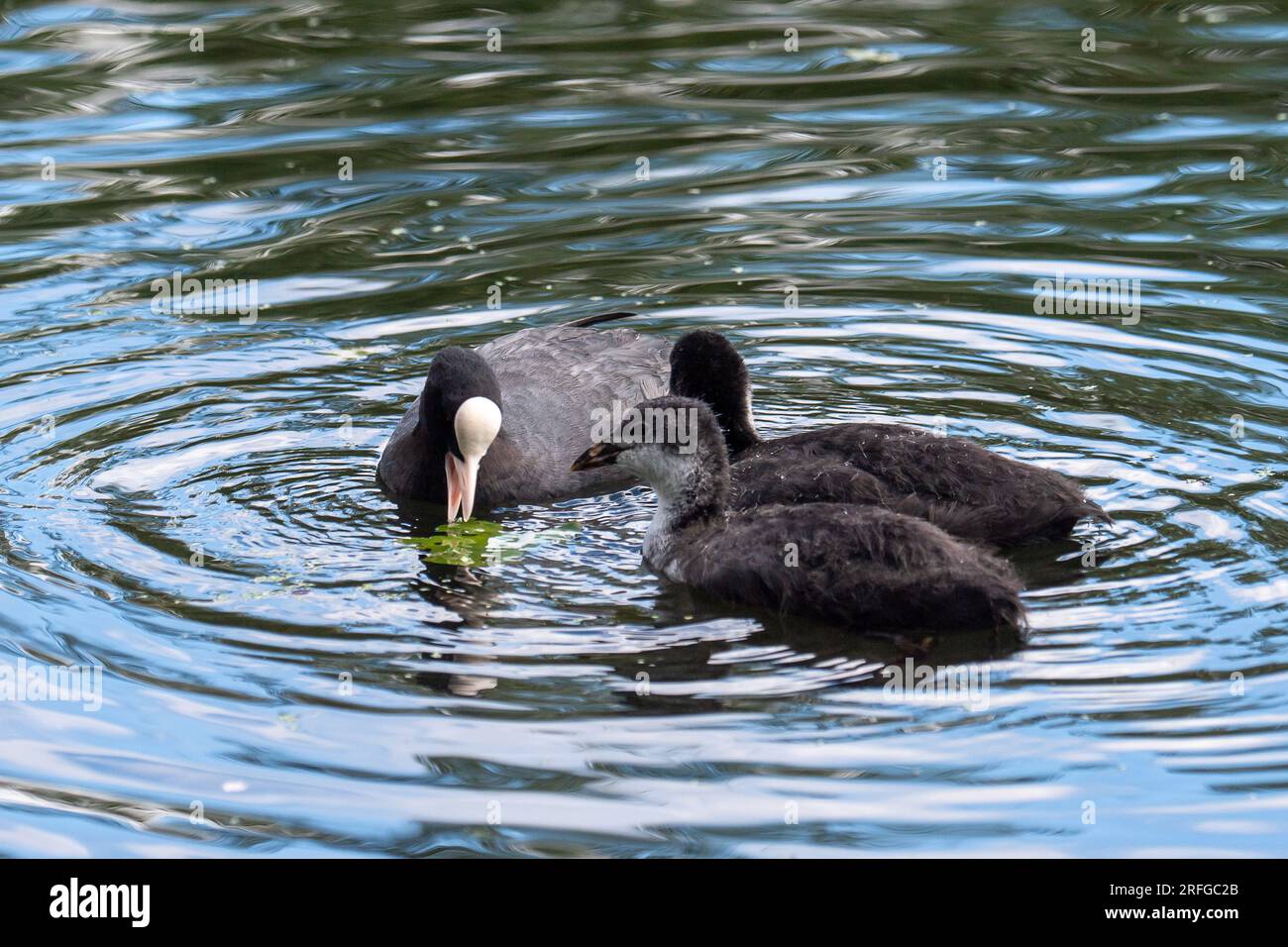 Harefield, UK. 3rd August, 2023. A family of cute young fluffy baby ...