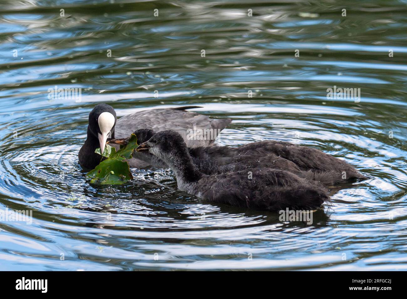 Harefield, UK. 3rd August, 2023. A family of cute young fluffy baby ...