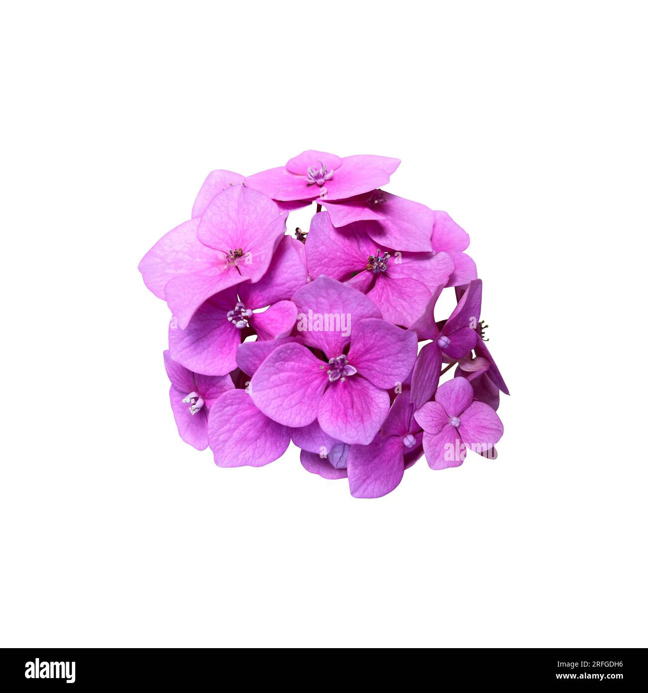 Hydrangea violet garden flower blooming head isolated plant, cut out ...