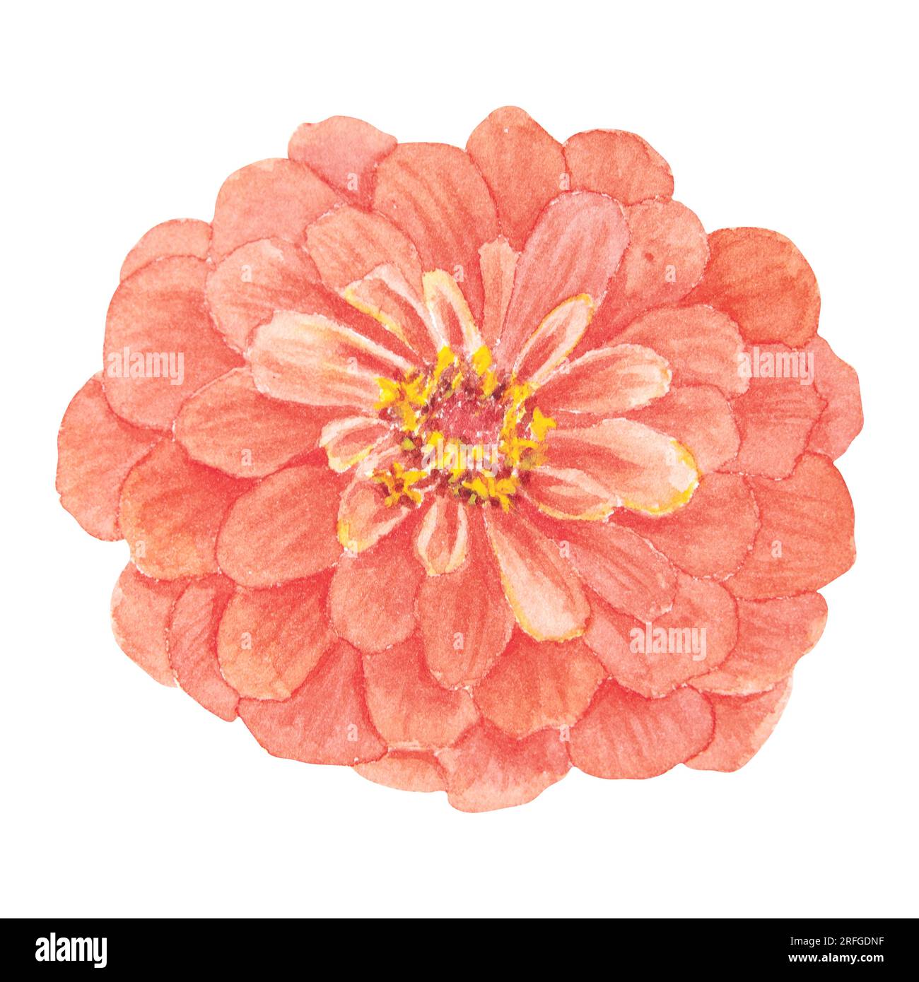 Orange Zinnia watercolor illustration. Hand drawn botanical painting ...