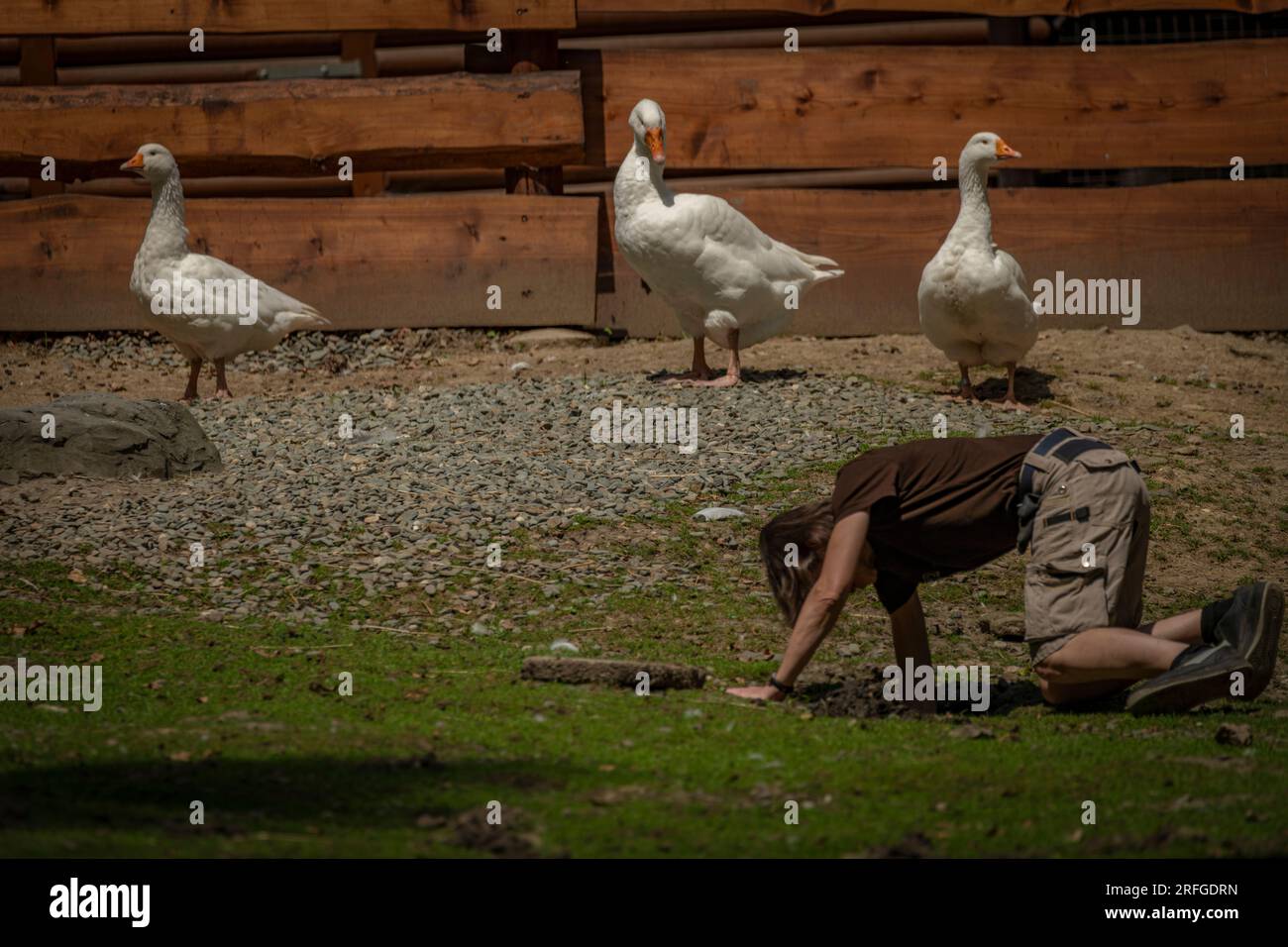 Maintenance worker female with animals in fence in zoo garden in sunny ...