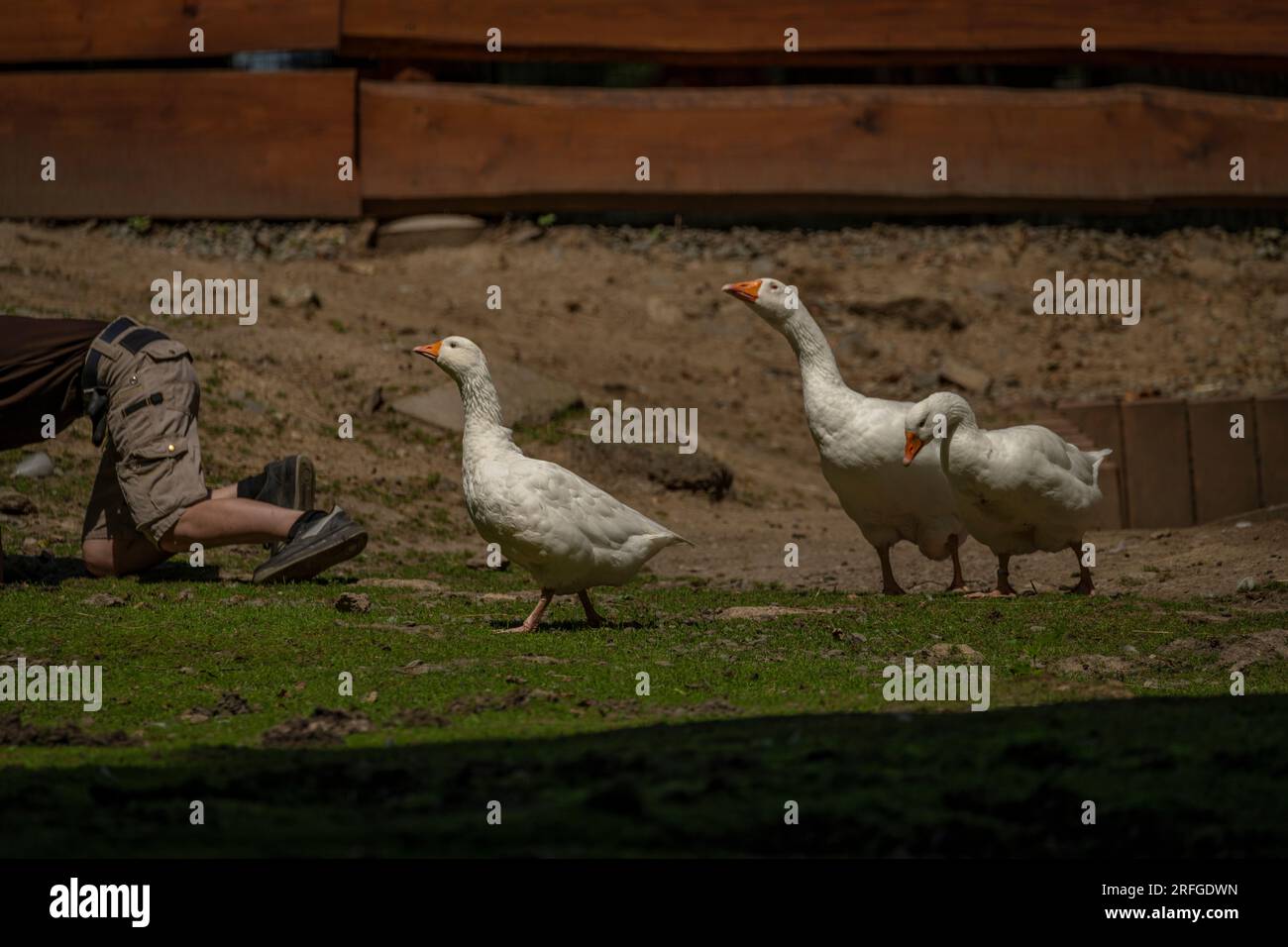 Maintenance worker female with animals in fence in zoo garden in sunny ...