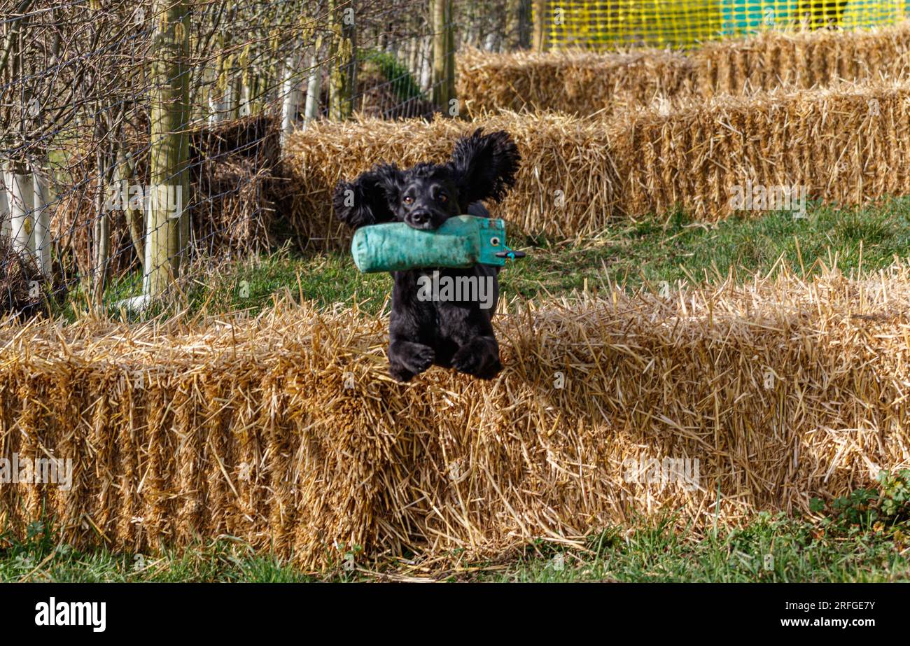 Working Springer and Cocker Spaniels gun dog training session ...