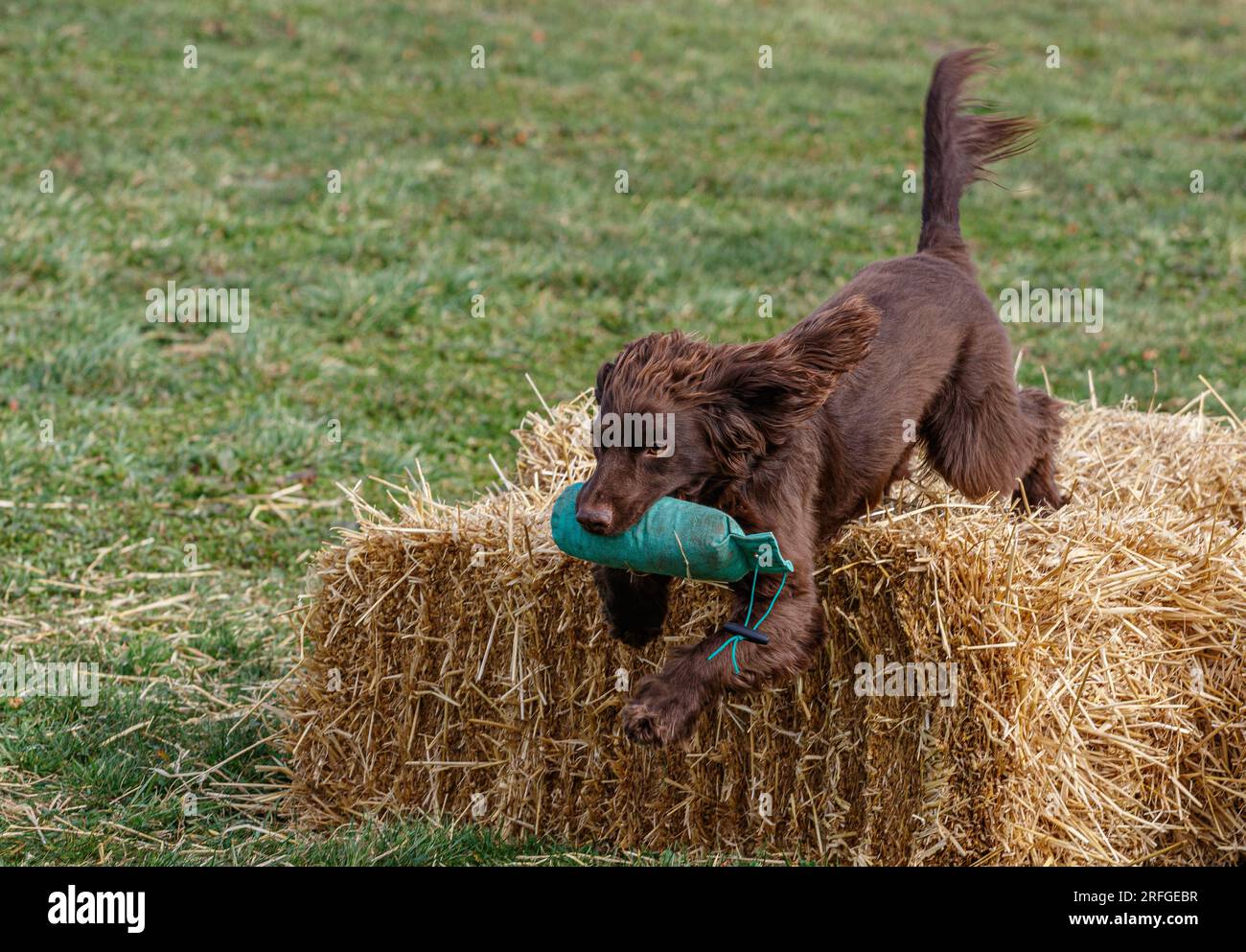 Gundog scurry hi-res stock photography and images - Alamy
