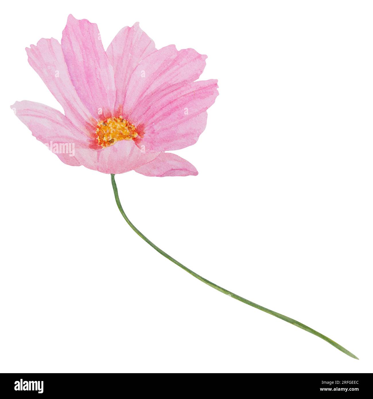 Pink Cosmos watercolor illustration. Hand drawn botanical painting ...