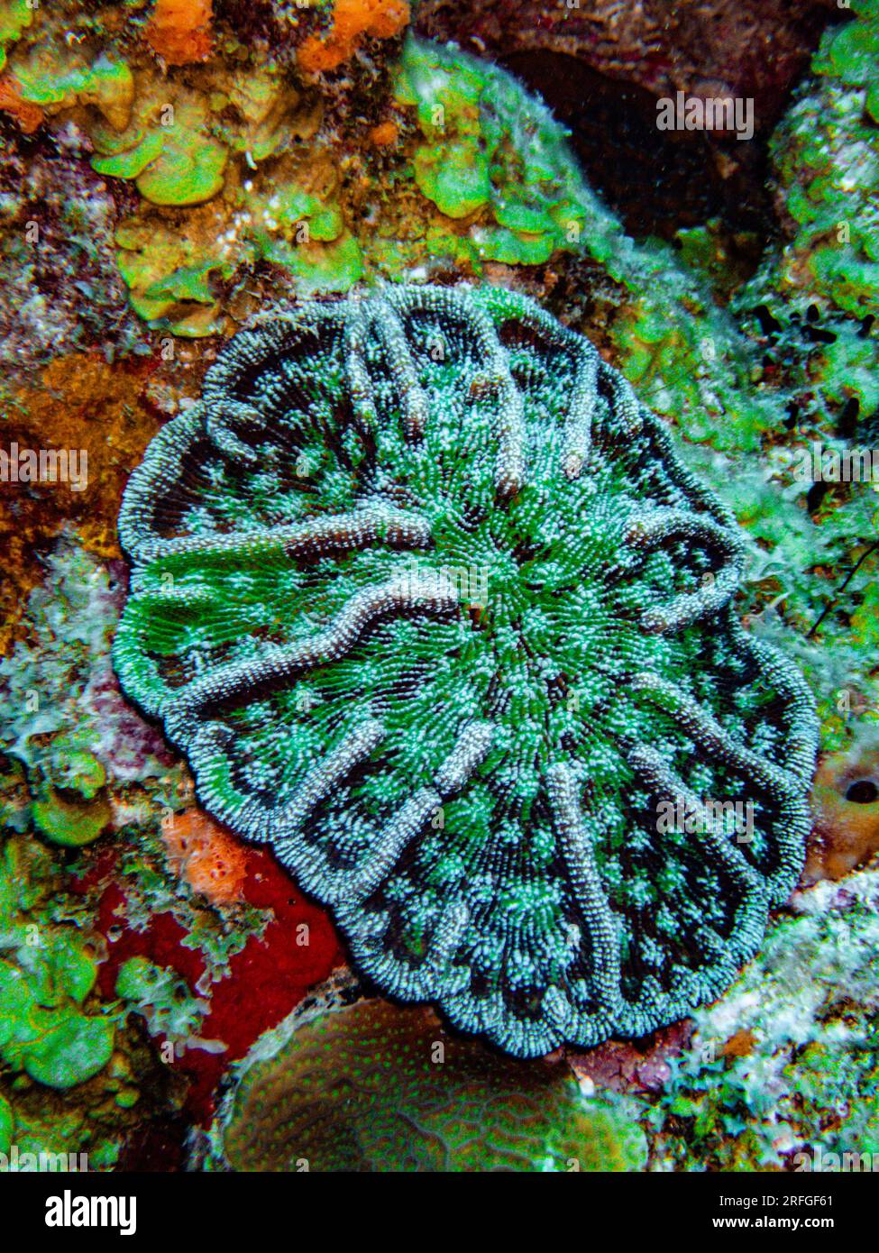 Lowridge cactus coral (Mycetophyllia danaana) on patch reef in the ...