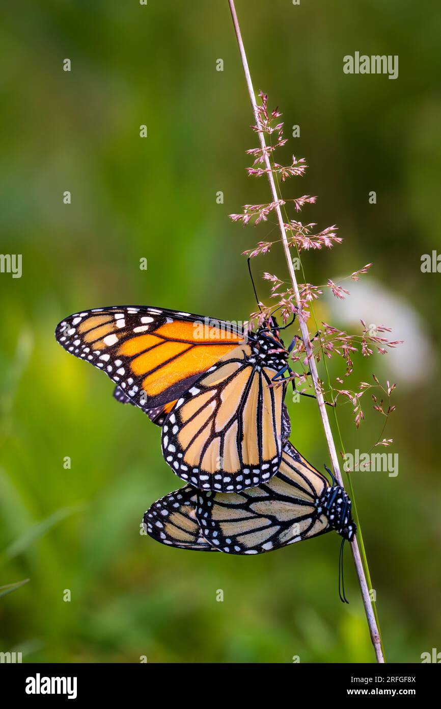 The monarch butterfly (Danaus Plexippus) is a milkweed butterfly in the ...