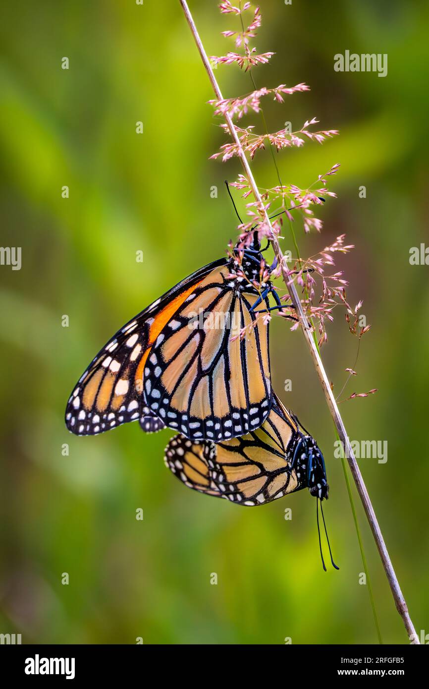 The monarch butterfly (Danaus Plexippus) is a milkweed butterfly in the ...