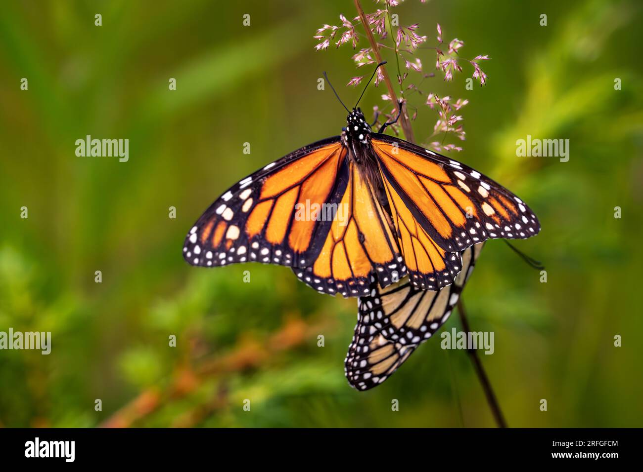 The monarch butterfly (Danaus Plexippus) is a milkweed butterfly in the ...
