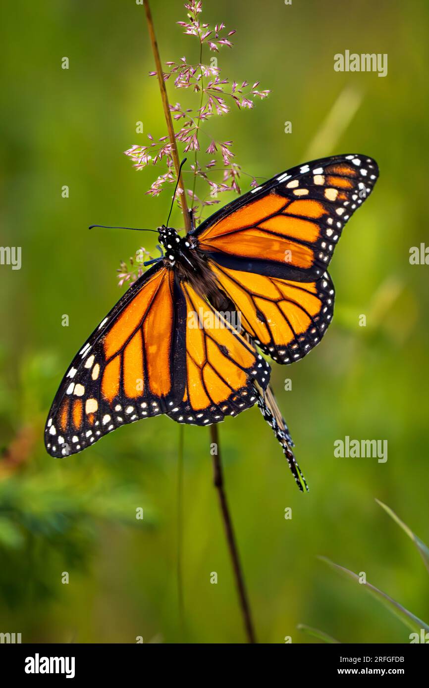 The monarch butterfly (Danaus Plexippus) is a milkweed butterfly in the ...