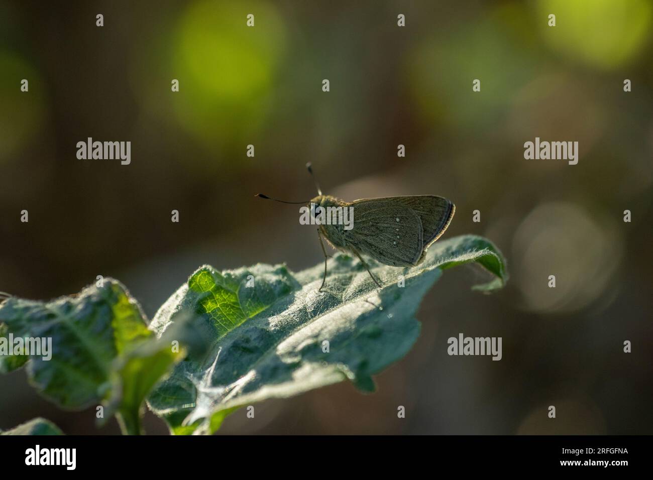 Butterfly in green nature hi-res stock photography and images - Alamy