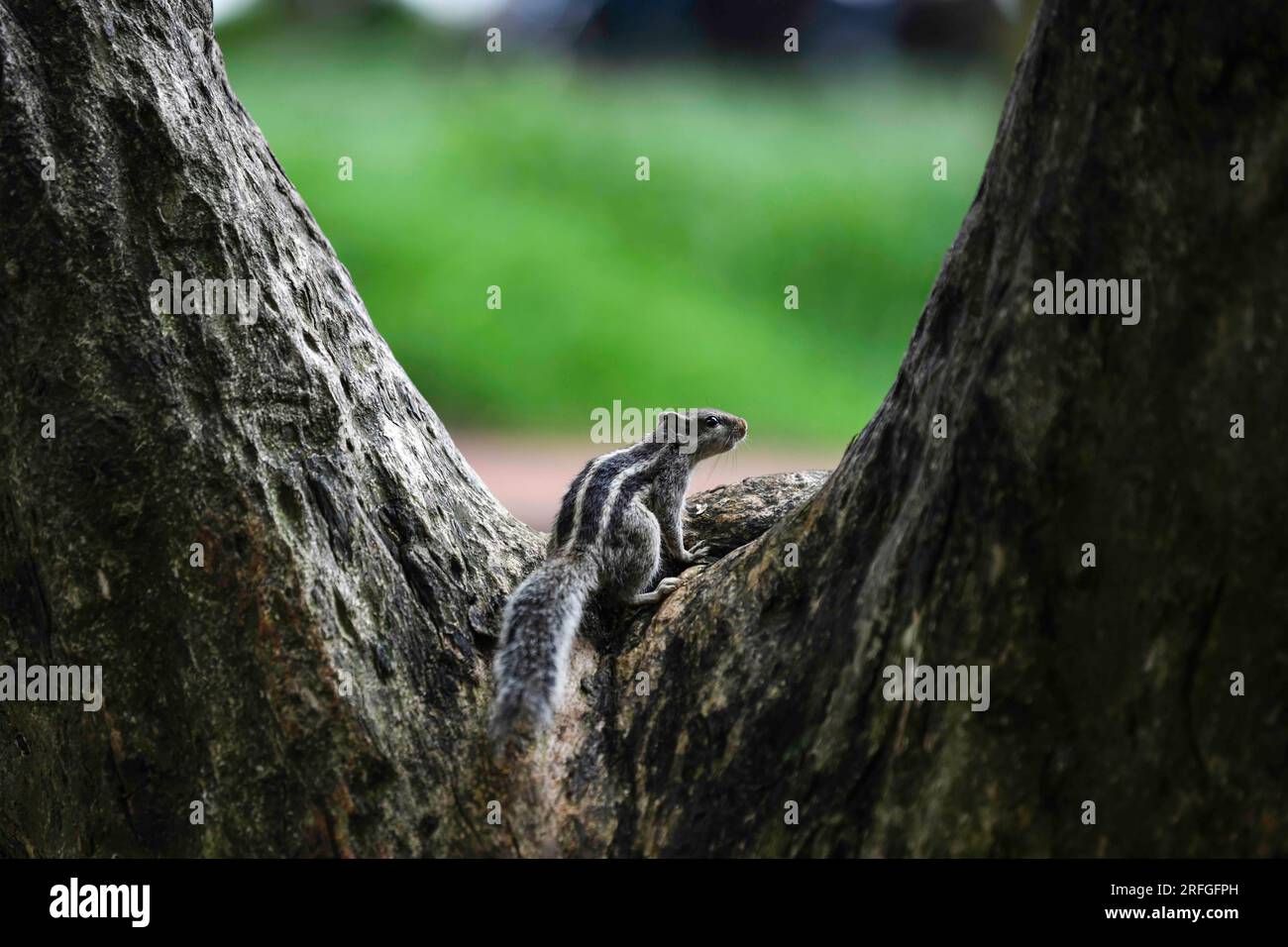 Dhaka, Bangladesh. 3rd Aug, 2023. Squirrels were spotted while playing ...