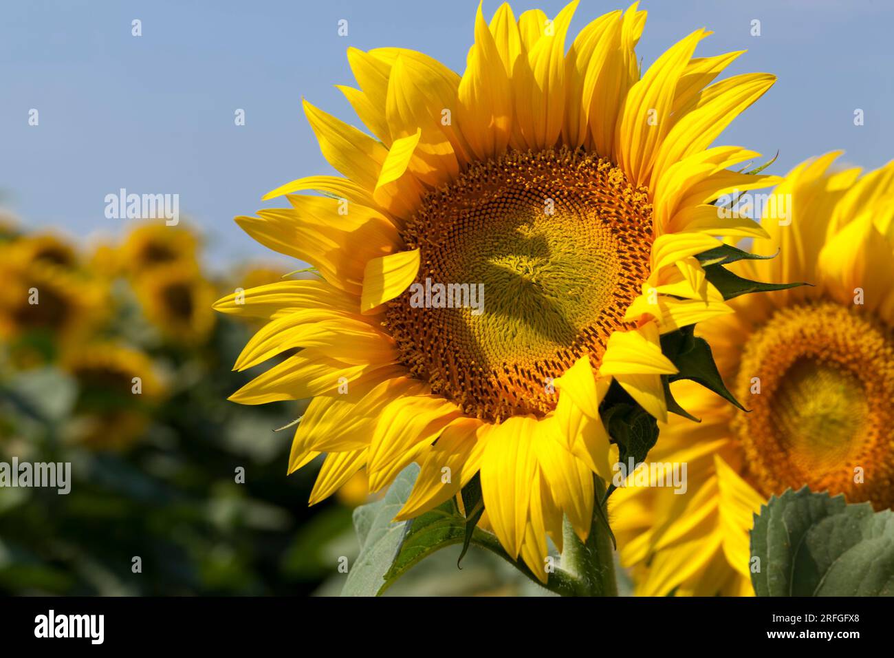 sunflowers during flowering in sunny weather, an agricultural field ...