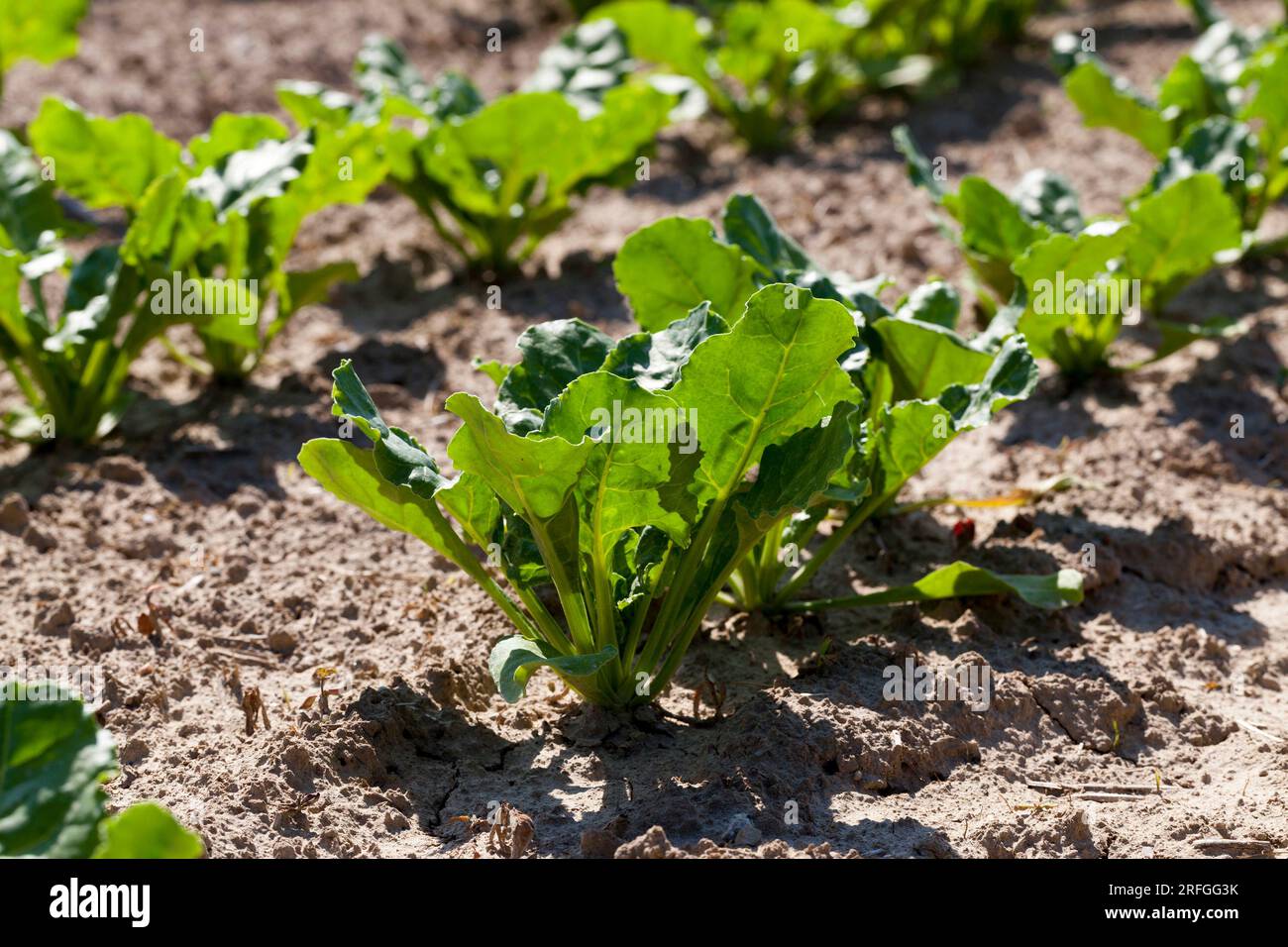 cultivation of sugar beet for the production and production of sugar, a ...