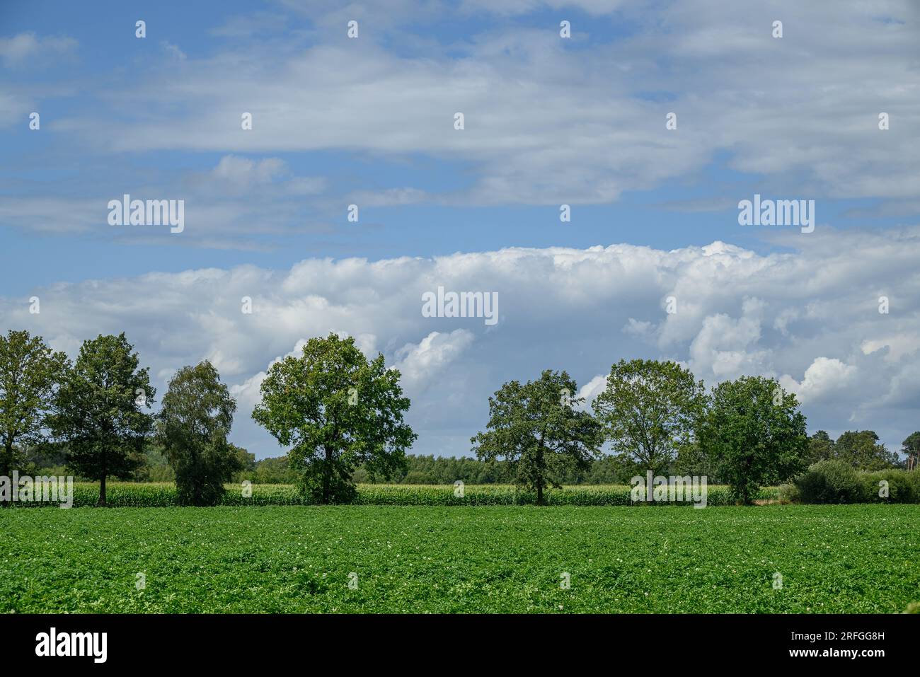 summer time in the german muensterland Stock Photo - Alamy