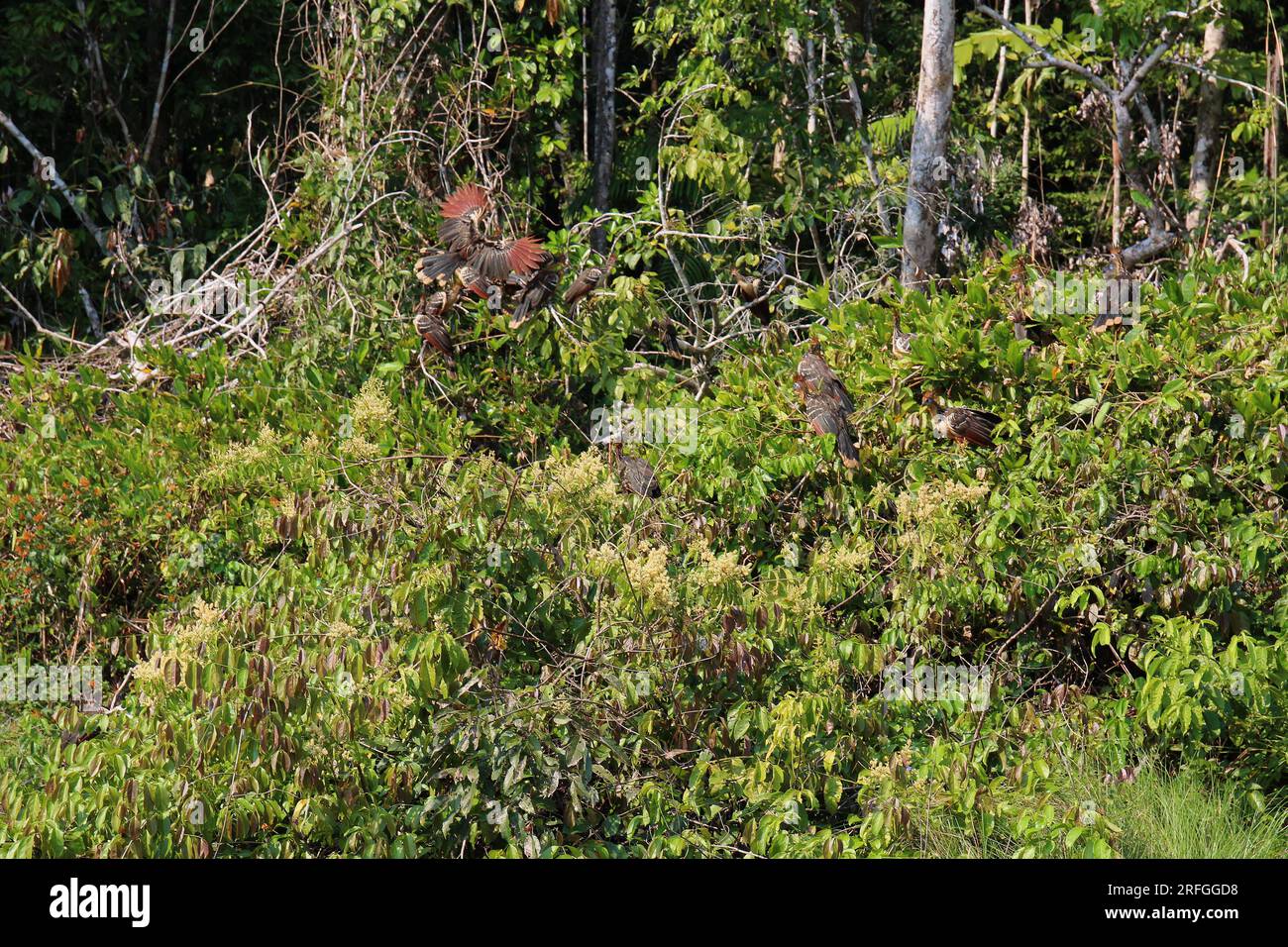A flock of Hoatzin birds sitting on shrubs, in the Amazon rainforest ...
