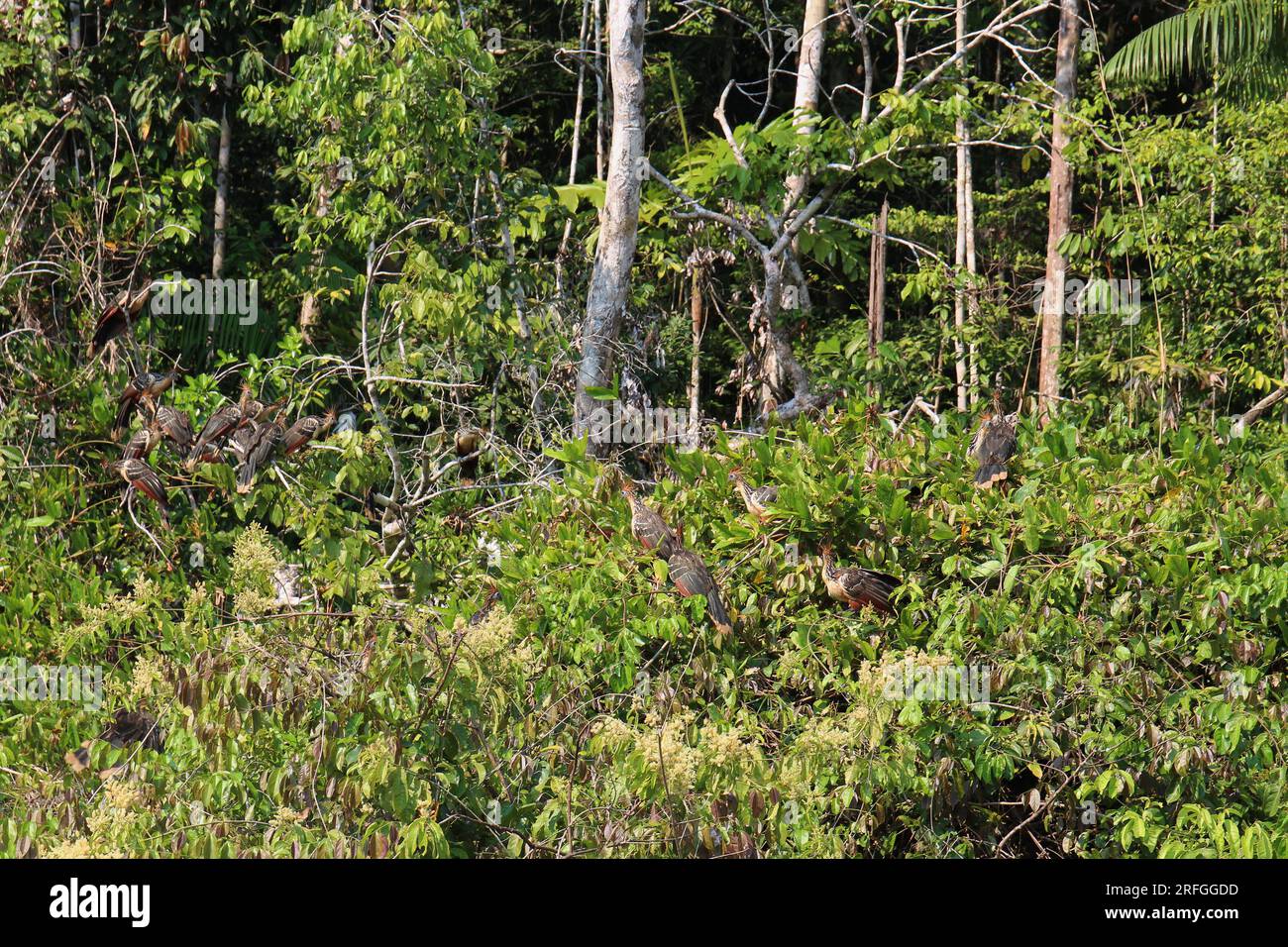 A flock of Hoatzin birds sitting on shrubs and dead tree branches, in ...