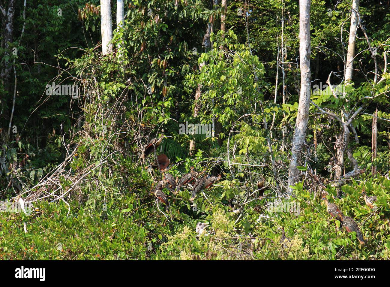 A flock of Hoatzin birds sitting on shrubs and dead tree branches, in ...