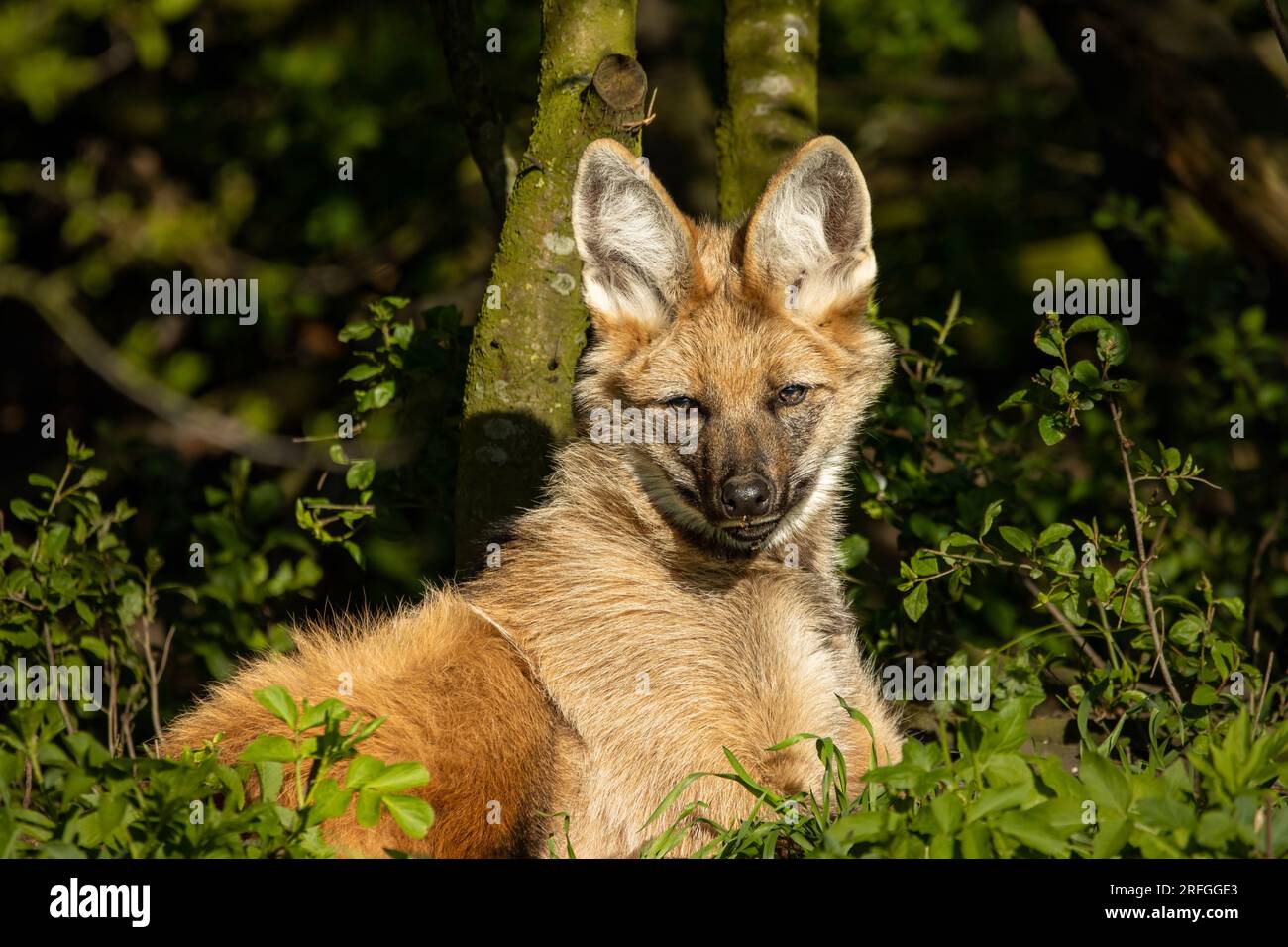 Maned Wolf sat in the Sunshine Stock Photo - Alamy