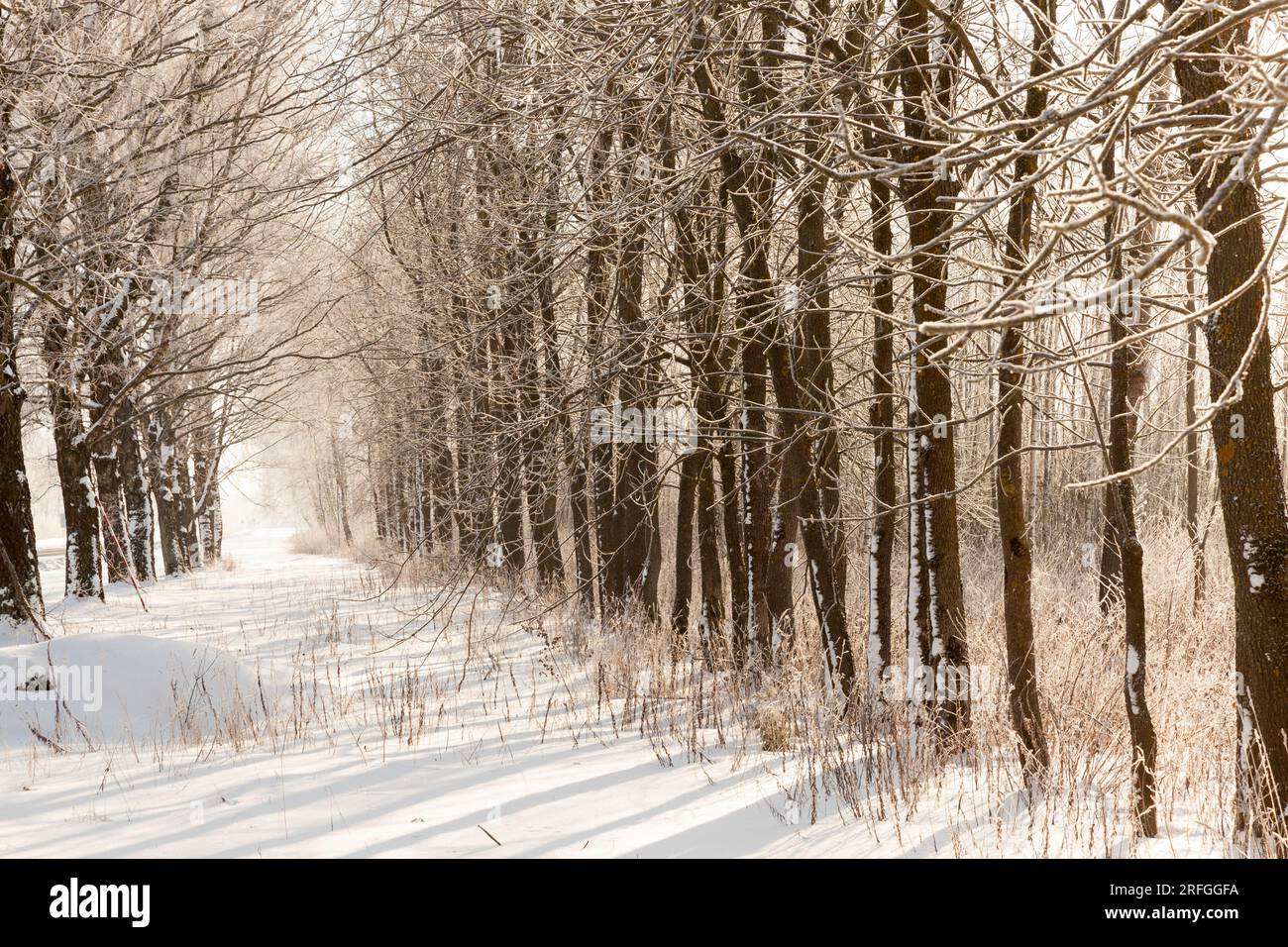 snow covered trees in winter, deciduous trees without foliage covered ...